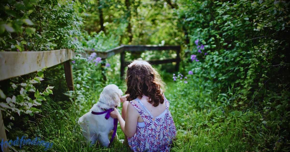 Nutra complete dog food- Top 10 ingredients in dog food of Nutra